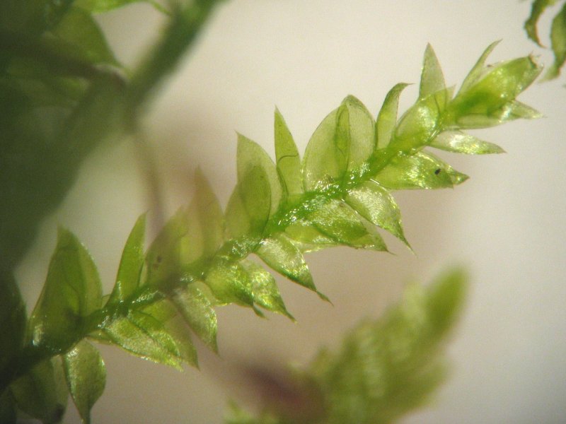 Bryophyta | Bryophytes
